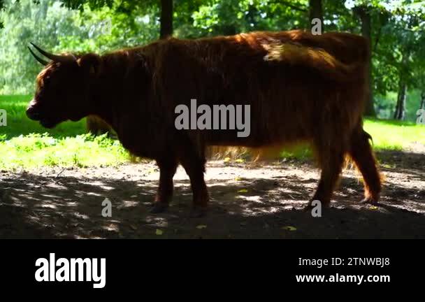 Video of Highland cattle in zoo Stock Video Footage - Alamy