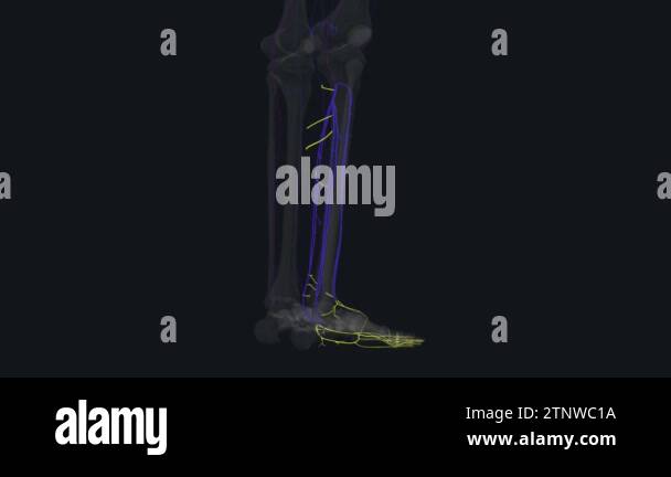 posterior tibial veins are blood vessels in your lower legs. They ...