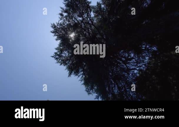Canopy of tall trees framing clear blue sky, with sun shining through ...