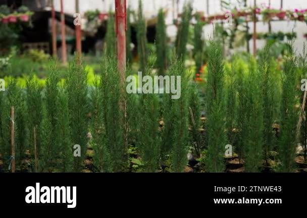 Plants ornamental features Stock Videos & Footage - HD and 4K Video ...