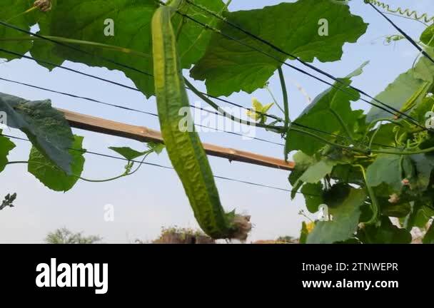 Luffa acutangula vegetable. Its other names angled luffa,Chinese okra ...