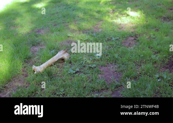 Large dog bone Stock Videos & Footage - HD and 4K Video Clips - Alamy