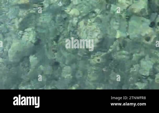 Beautiful shallow sea with urchin on a bottom and small fishes around ...