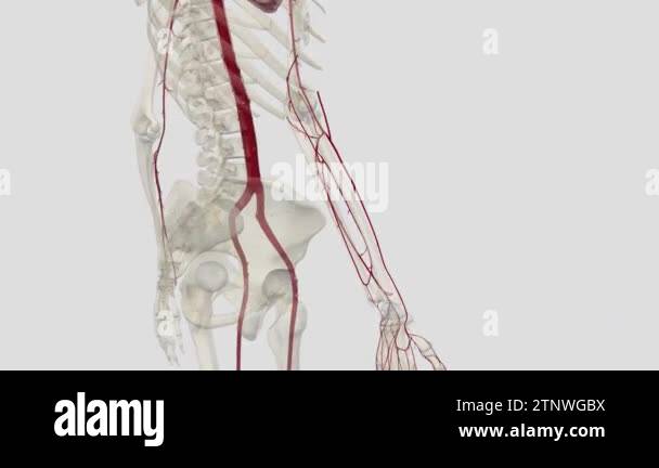 Forearm. Radial Artery The radial artery is one of two major blood ...