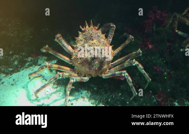 The Japanese spider crab is the largest living crab species, ultra hd ...