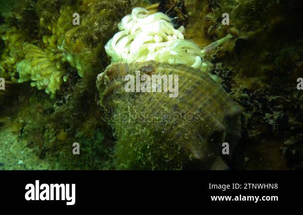 Cocoons of the predatory mollusk Rapana venosa, the invader in the ...
