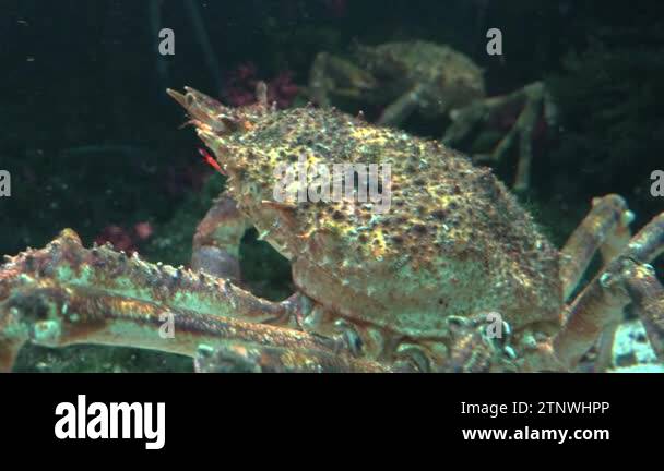 The Japanese spider crab is the largest living crab species, ultra hd ...