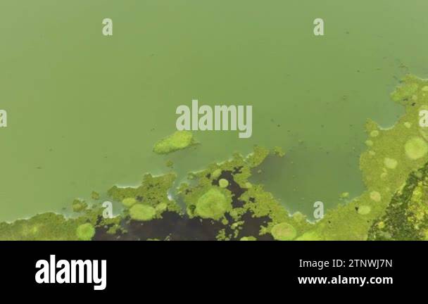 Tropical wetlands, water courses and swampforest on Agusan Marsh ...