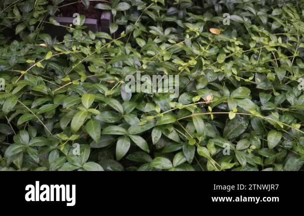 Lesser Periwinkle (Latin: Vinca minor) - a perennial evergreen plant ...