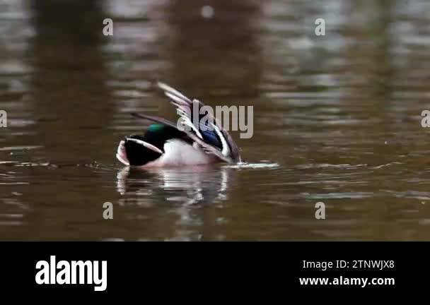 Male mallard duck cleaning Stock Videos & Footage - HD and 4K Video ...