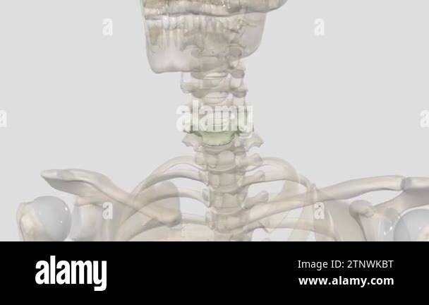 The cervical spine, comprised of seven cervical vertebrae referred to ...