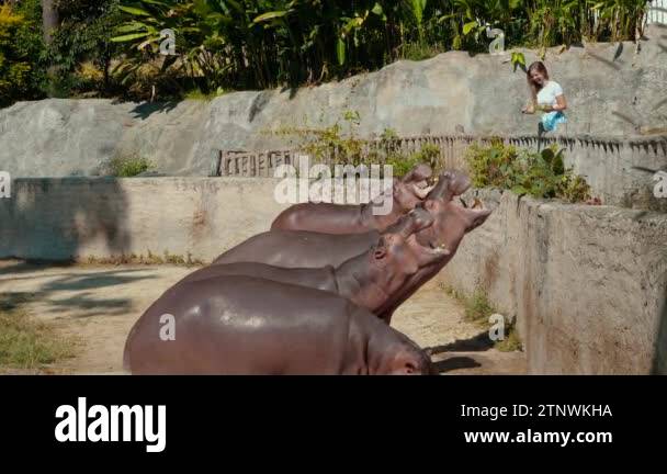 Woman feeding hippopotamus at zoo. Hippo mouth opens wide for food ...