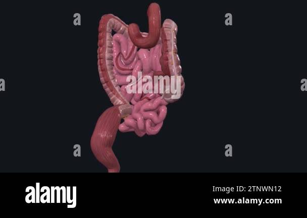 The lower GI tract consists of the large intestine and the anus Stock ...