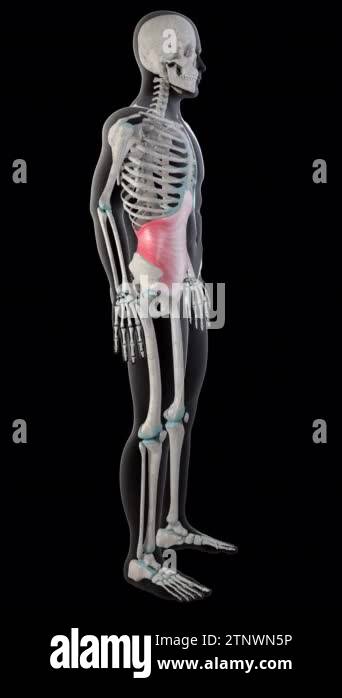 This 3d animation shows the transversus abdominis muscles on whole man ...