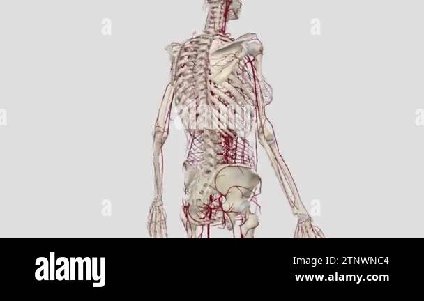 The largest artery in the body is the aorta, which connects to the ...