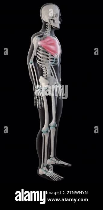 This 3d animation shows the pectoralis major muscles on whole man body ...