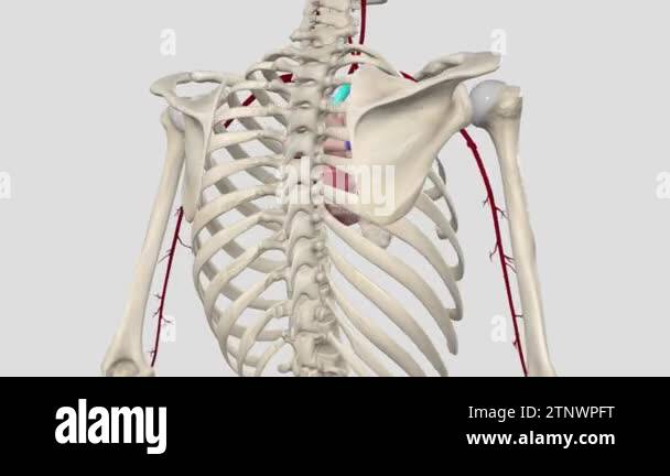 The axillary artery is a large muscular vessel that travels through the ...