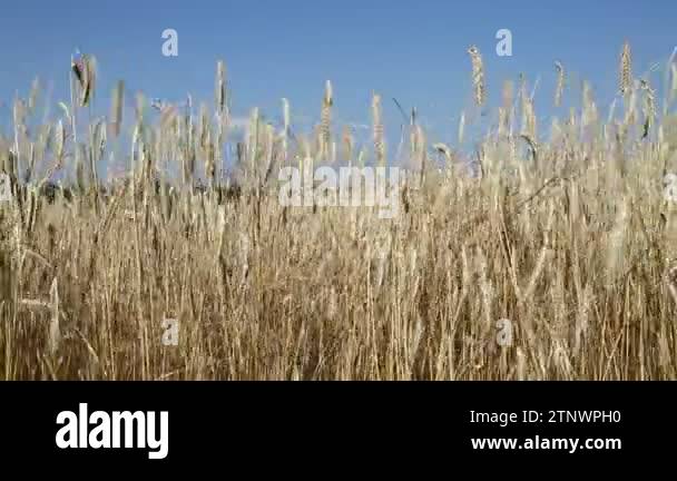 Wheat field in wind under Stock Videos & Footage - HD and 4K Video ...