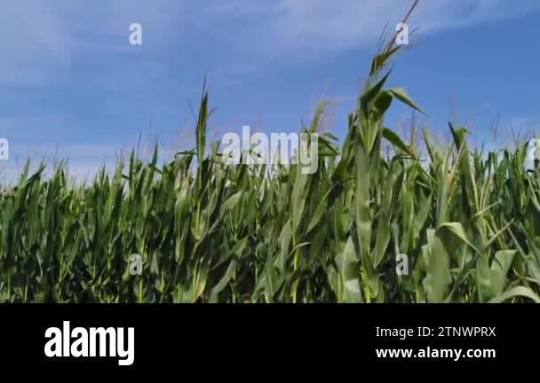 Plants grown for flowers Stock Videos & Footage - HD and 4K Video Clips ...