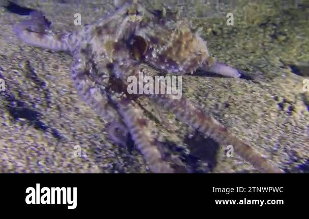 Marine life: Common octopus (Octopus vulgaris) crawls along the sandy ...