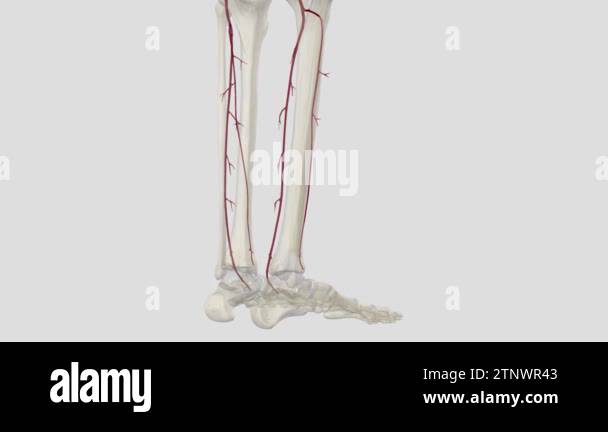 Anterior Tibial Artery