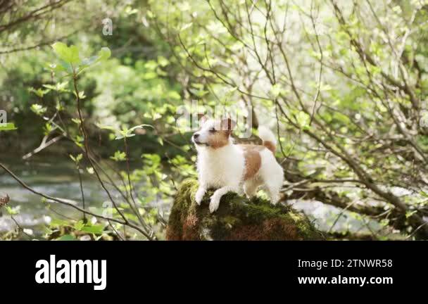 French jack russell dog Stock Videos & Footage - HD and 4K Video Clips ...