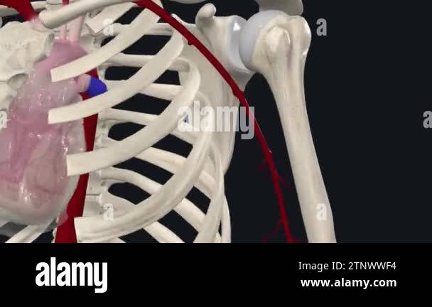 pericardium is a fibrous sac that encloses the heart and great vessels ...