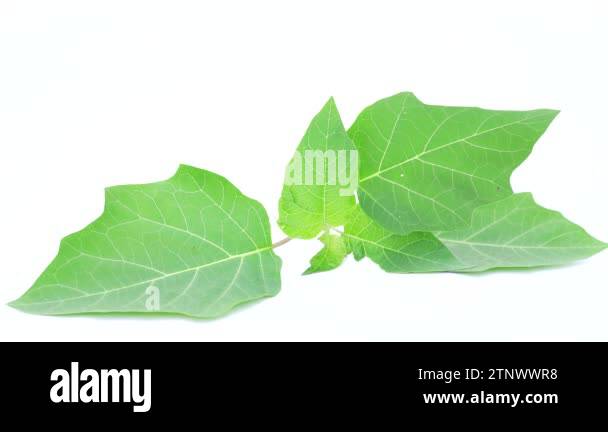 Devil pod Stock Videos & Footage - HD and 4K Video Clips - Alamy