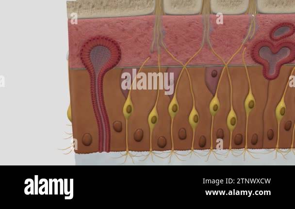 Sensory neuron Stock Videos & Footage - HD and 4K Video Clips - Alamy