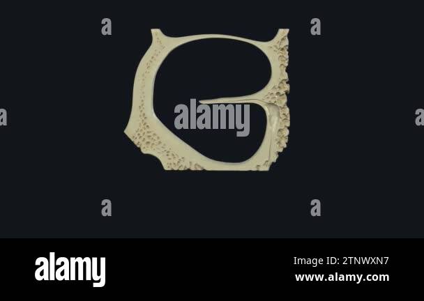 The bony labyrinth contains perilymph, which surrounds the membranous ...