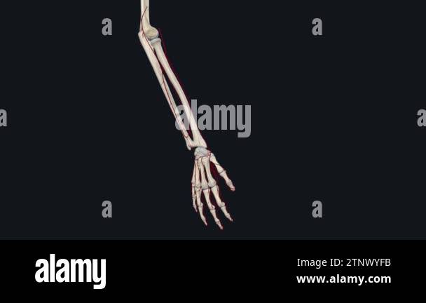 Forearm. Radial Artery The radial artery is one of two major blood ...