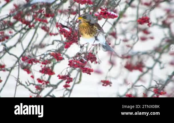 Hungry winter colorful songbirds in the winter snow tree, feeding on ...