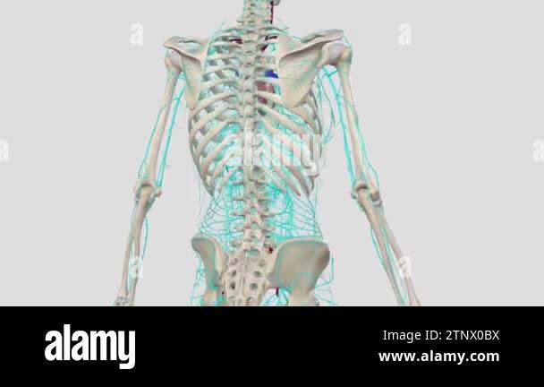 The largest artery in the body is the aorta, which connects to the ...