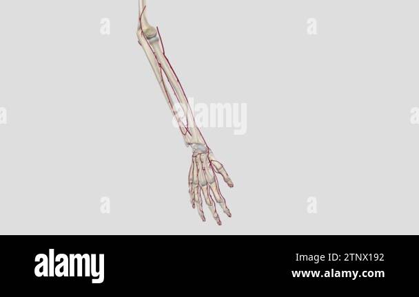 Forearm. Radial Artery The radial artery is one of two major blood ...