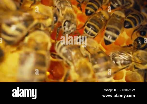 Bees family working on honeycomb in apiary. Life of Carniolan honey bee ...
