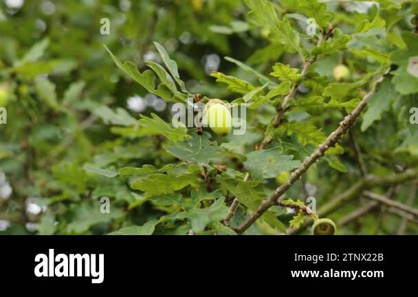 Oak tree fruits Stock Videos & Footage - HD and 4K Video Clips - Alamy