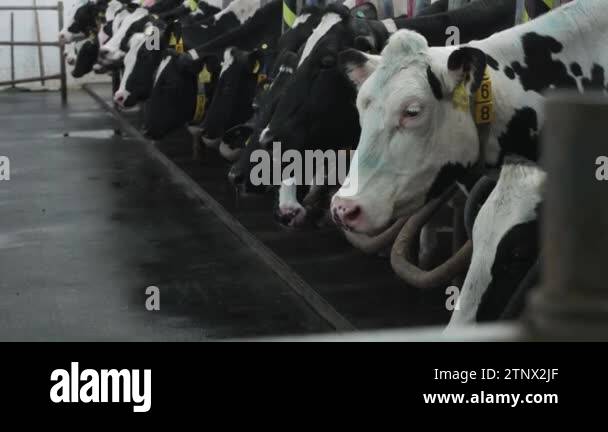 Cows at the Milk Production Factory. A factory worker starts the ...