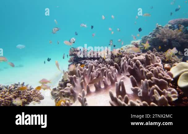 Underwater Colorful Tropical Fishes. wonderful and beautiful underwater ...