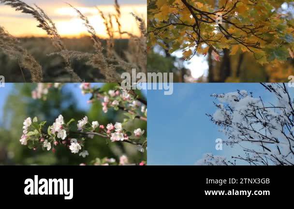 Different seasons collage Stock Videos & Footage - HD and 4K Video ...
