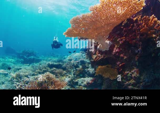 Freediving on the reef with fish. Woman freediver glides underwater and ...