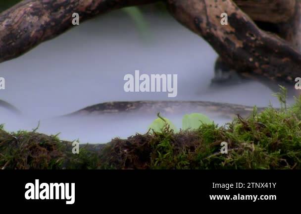 Swamp moss Stock Videos & Footage - HD and 4K Video Clips - Alamy