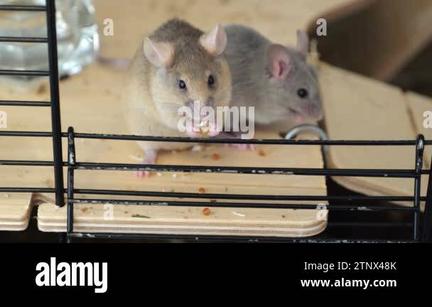 Food for mice Stock Videos & Footage - HD and 4K Video Clips - Alamy