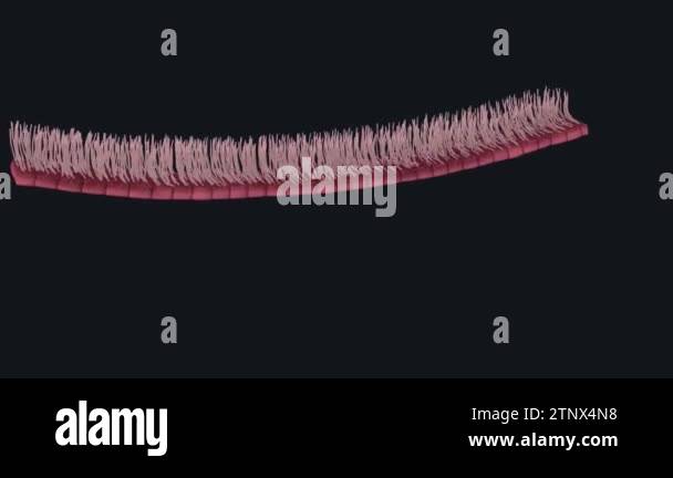 Retinal pigment epithelium (RPE) is formed from a single layer of ...