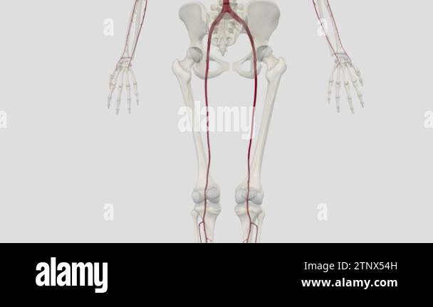 the femoral artery is a large blood vessel that provides oxygenated ...