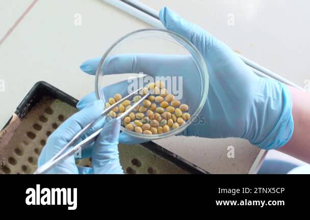 Planting in the laboratory. Testing the germination of grain Stock ...