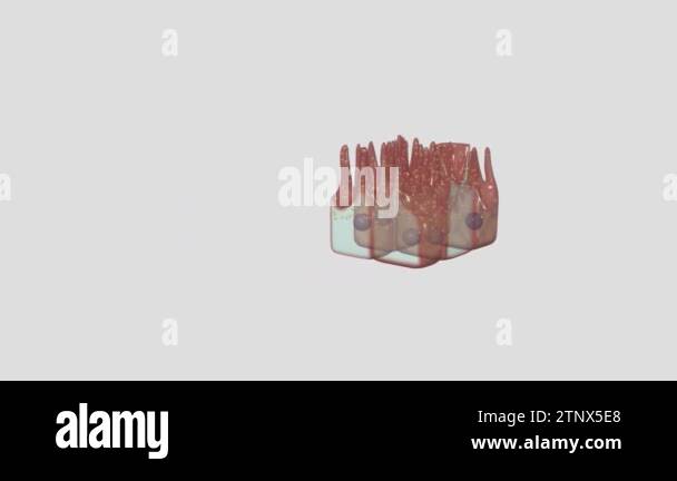 Retinal pigment epithelium (RPE) is formed from a single layer of ...
