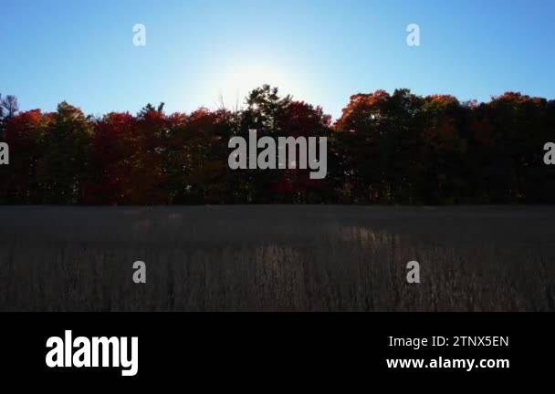 Field of soybean before harvest. Inspection of dry soy at agriculture ...