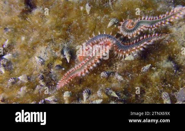 Marine life: Several poisonous Bearded fireworms (Hermodice carunculata ...