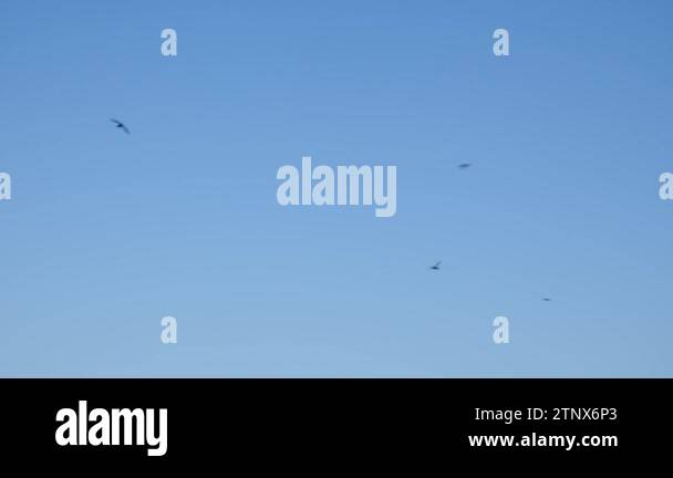 Swift habitat Stock Videos & Footage - HD and 4K Video Clips - Alamy