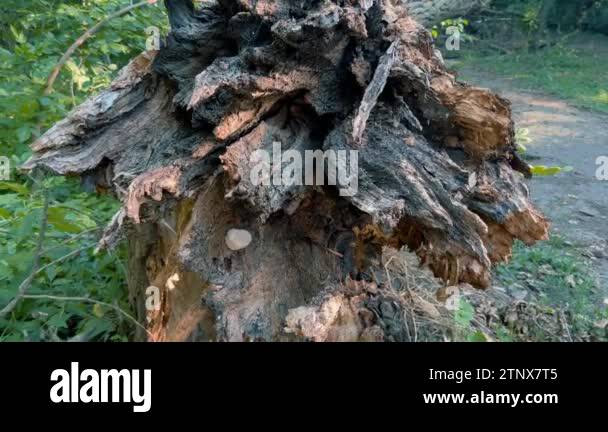 Rotten and fallen tree Stock Videos & Footage - HD and 4K Video Clips ...